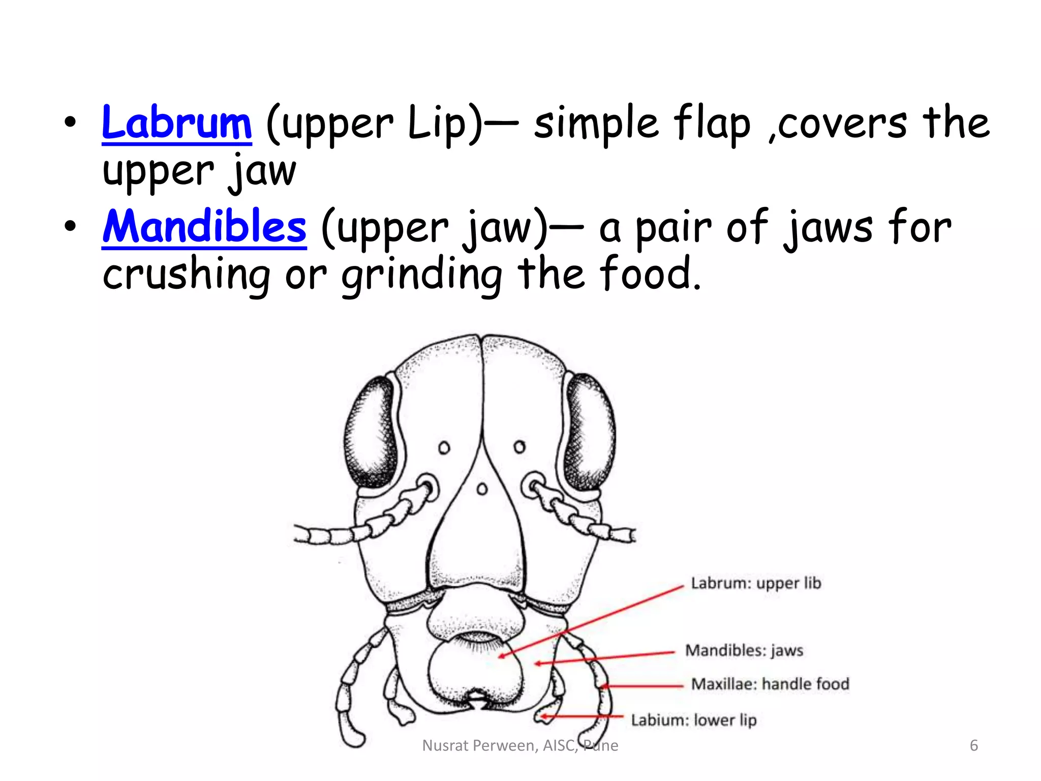 Mouth parts of insect | PPTX