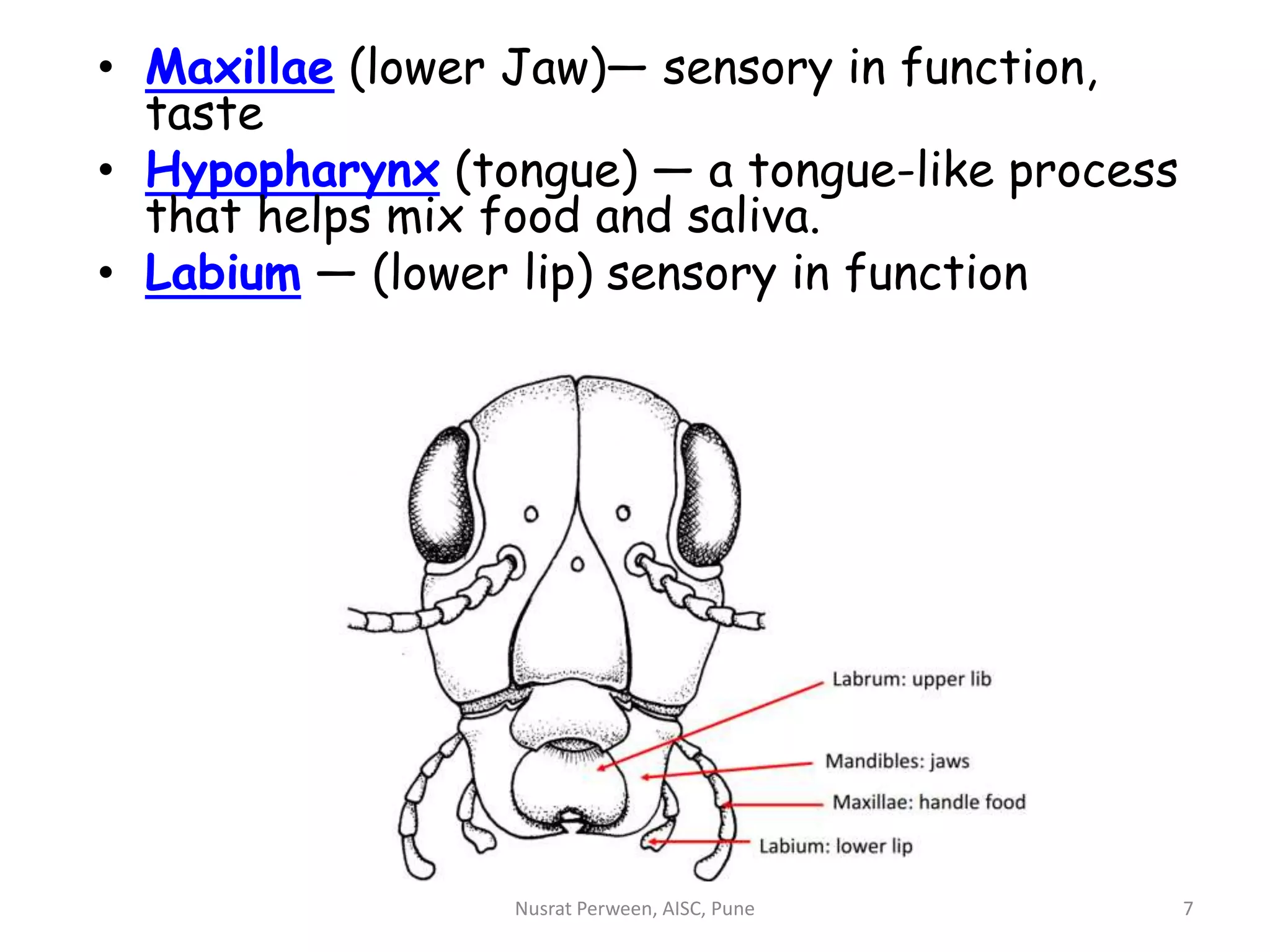 Mouth parts of insect | PPTX