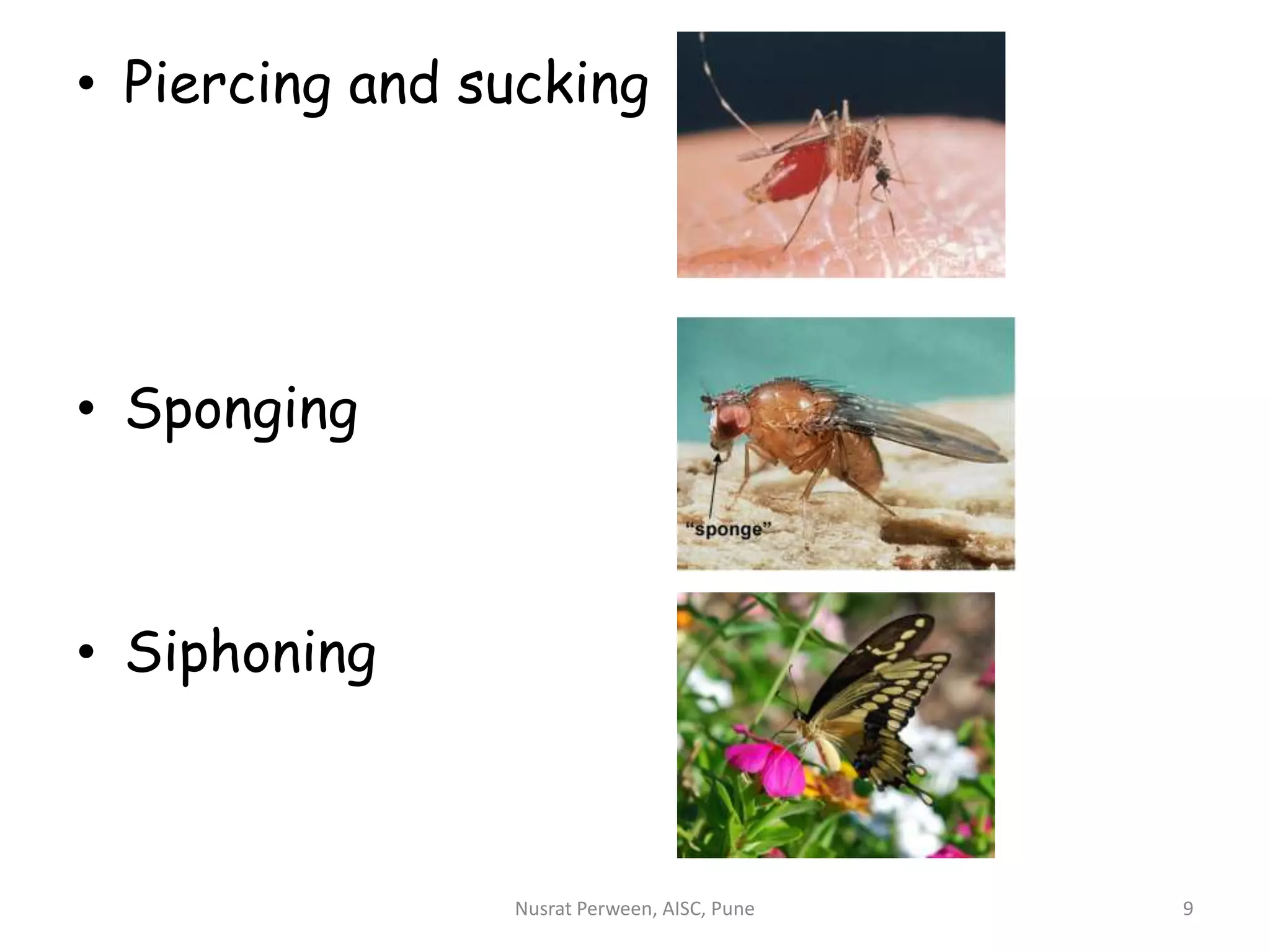 Mouth parts of insect | PPTX