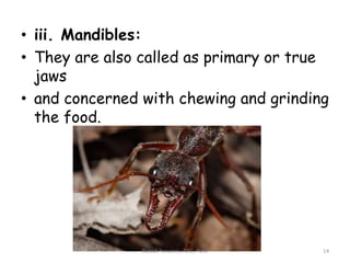 Mouth parts of insect | PPTX