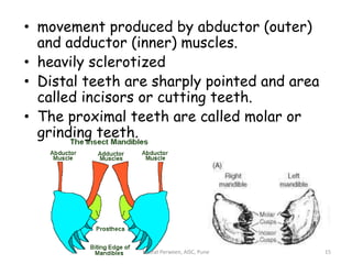 Mouth parts of insect | PPTX | Dental Health | Diseases and Conditions