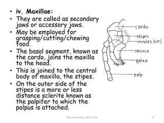Mouth parts of insect | PPTX