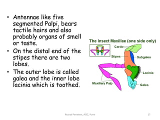 Mouth parts of insect | PPTX