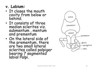Mouth parts of insect | PPTX | Dental Health | Diseases and Conditions