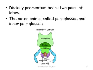 Mouth parts of insect | PPTX | Dental Health | Diseases and Conditions