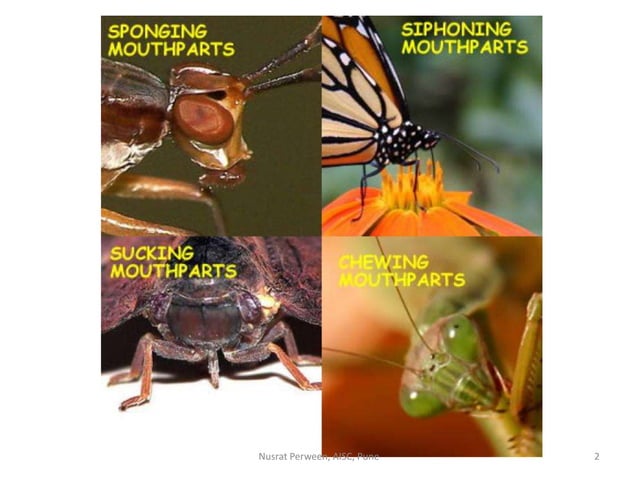 Mouth parts of insect | PPTX | Dental Health | Diseases and Conditions