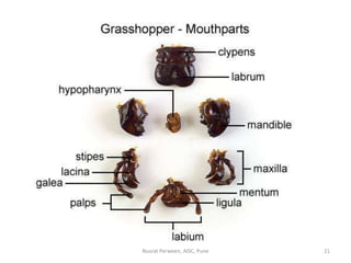 Mouth parts of insect | PPTX