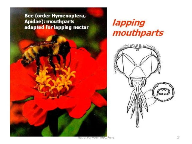 Mouth parts of insect | PPTX | Dental Health | Diseases and Conditions
