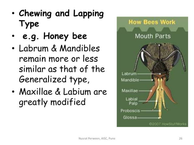 Mouth parts of insect | PPTX | Dental Health | Diseases and Conditions