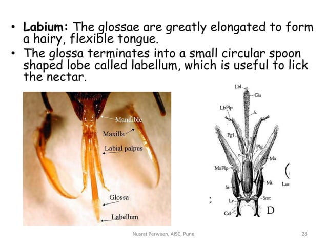 Mouth parts of insect | PPTX | Dental Health | Diseases and Conditions