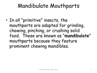 Mouth parts of insect | PPTX | Dental Health | Diseases and Conditions