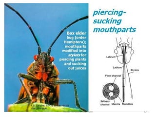 Mouth parts of insect | PPTX