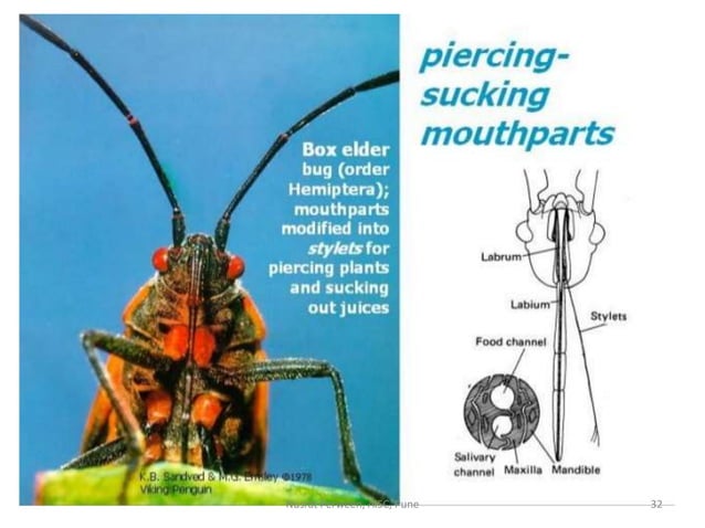 Mouth parts of insect | PPTX | Dental Health | Diseases and Conditions