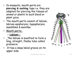 Mouth parts of insect | PPTX | Dental Health | Diseases and Conditions