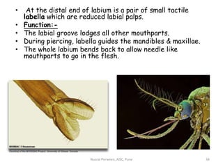 Mouth parts of insect | PPTX