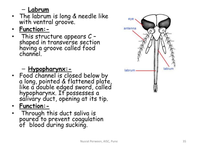 Mouth parts of insect | PPTX | Dental Health | Diseases and Conditions