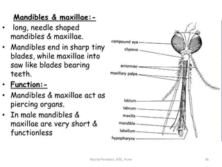 Mouth parts of insect | PPTX