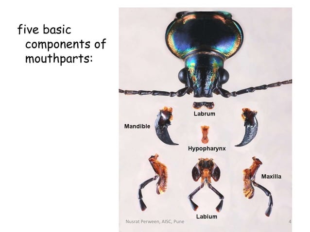 Mouth parts of insect | PPTX | Dental Health | Diseases and Conditions