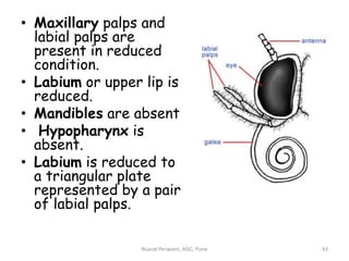 Mouth parts of insect | PPTX | Dental Health | Diseases and Conditions