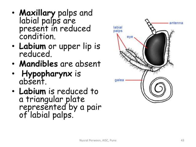 Mouth parts of insect | PPTX | Dental Health | Diseases and Conditions