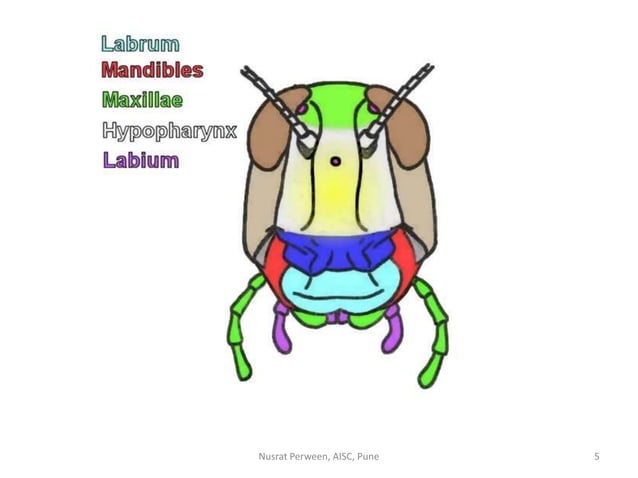 Mouth parts of insect | PPTX | Dental Health | Diseases and Conditions