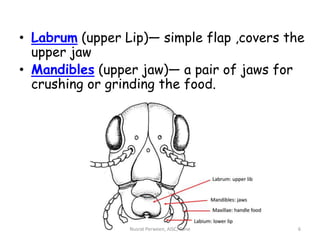 Mouth parts of insect | PPTX | Dental Health | Diseases and Conditions
