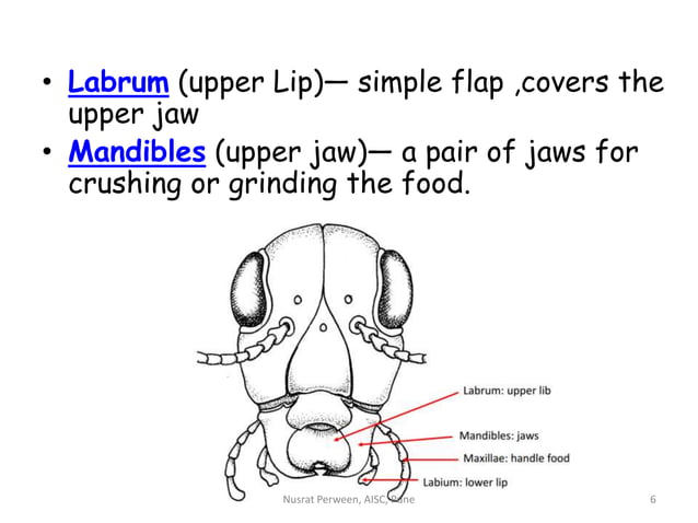 Mouth parts of insect | PPTX | Dental Health | Diseases and Conditions