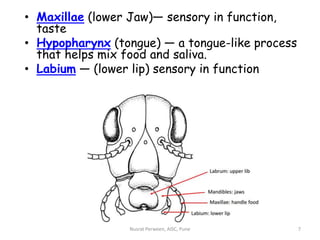 Mouth parts of insect | PPTX | Dental Health | Diseases and Conditions