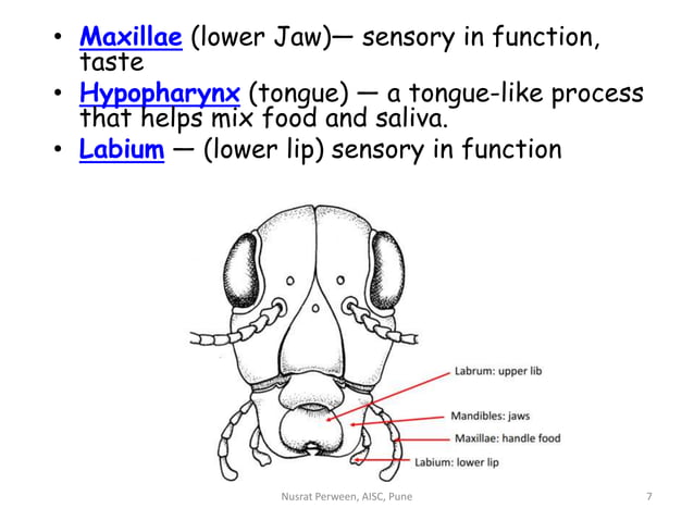 Mouth parts of insect | PPTX | Dental Health | Diseases and Conditions