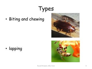 Mouth parts of insect | PPTX | Dental Health | Diseases and Conditions