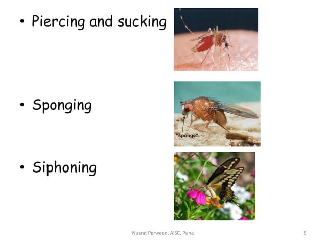 Mouth parts of insect | PPTX | Dental Health | Diseases and Conditions