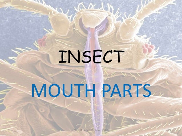 Mouth parts of insect | PPT