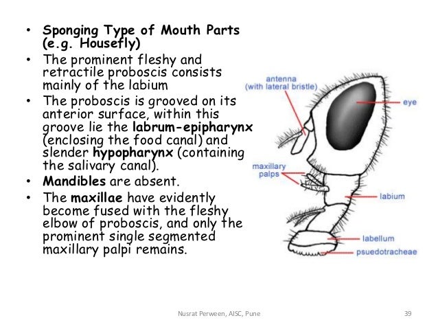 Mouth parts of insect