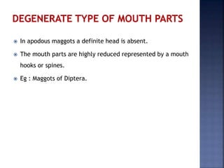 Mouth parts ppt | PPTX