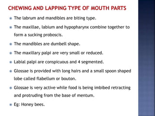 Mouth parts ppt | PPTX | Beekeeping | Hobbies & Interests