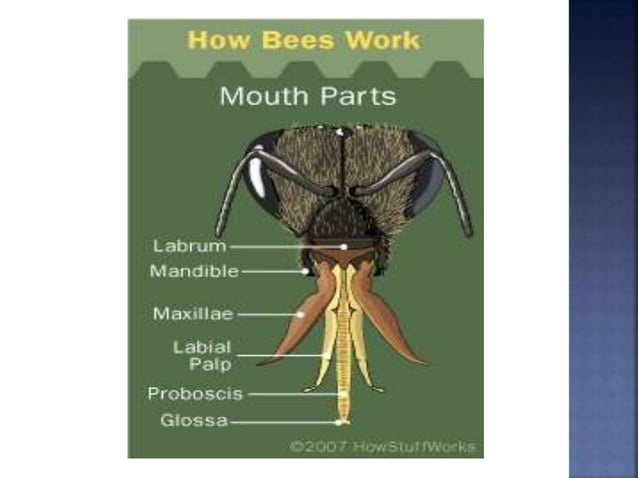 Mouth parts ppt | PPTX | Beekeeping | Hobbies & Interests