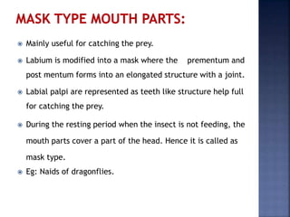 Mouth parts ppt | PPTX