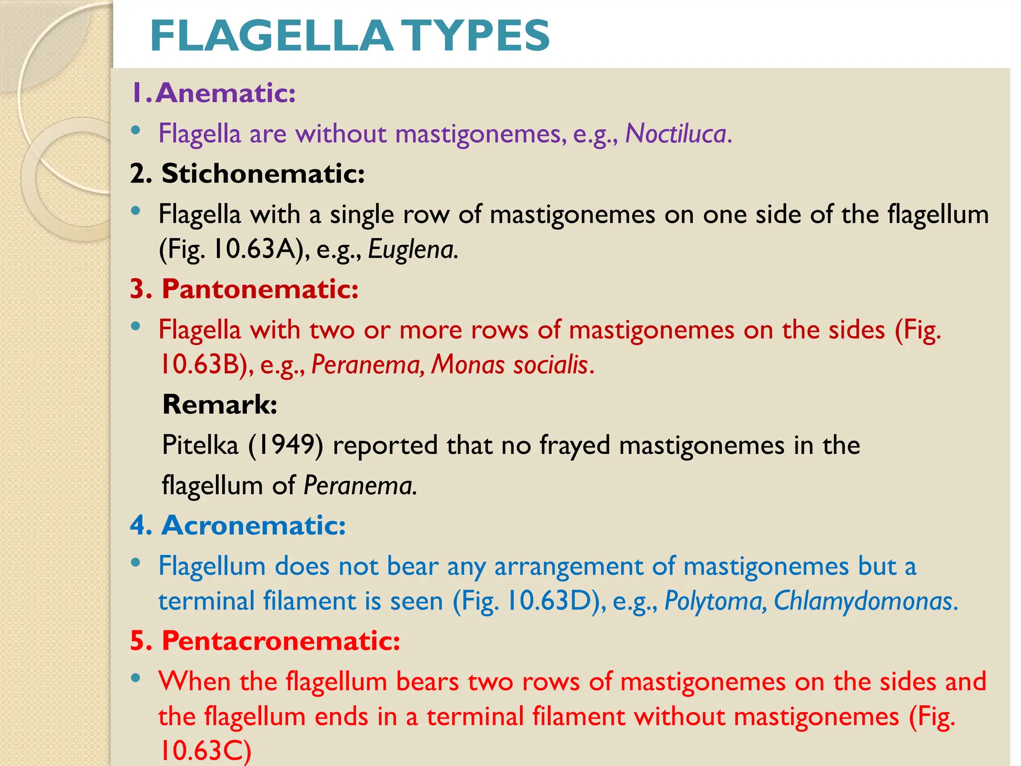 protozoa MOVEMENT and classes of protozoa .pptx