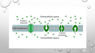 Movement across membrane | PPT