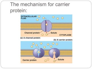 Movement across the plasma membrane copy | PPT