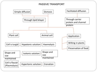 Movement across the plasma membrane copy | PPT