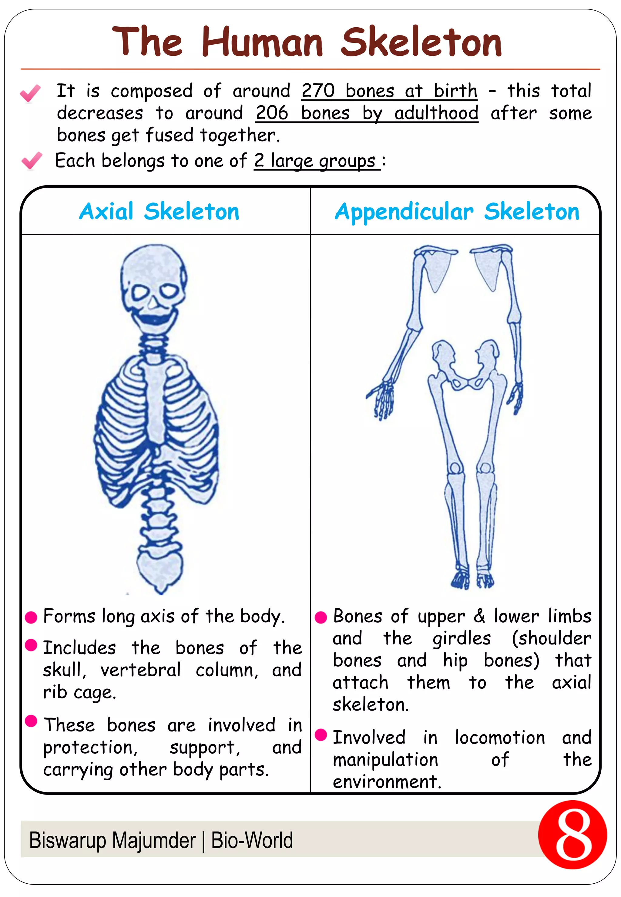 Skeleton : Movement and Locomotion | PDF