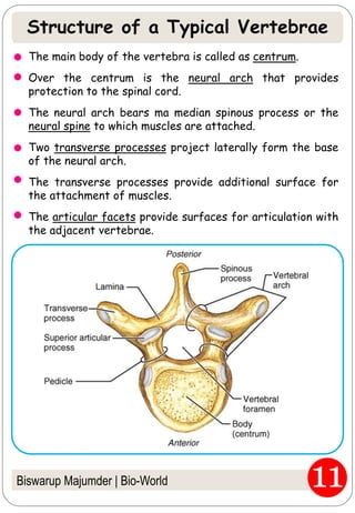 Skeleton : Movement and Locomotion | PDF