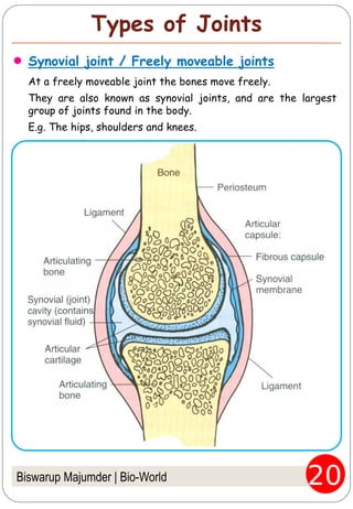 Skeleton : Movement and Locomotion | PDF