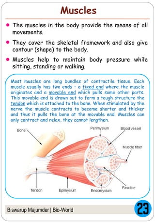 Skeleton : Movement and Locomotion | PDF