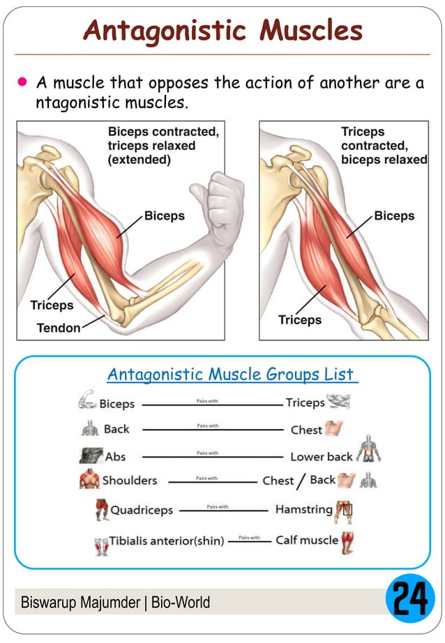 Skeleton : Movement and Locomotion | PDF