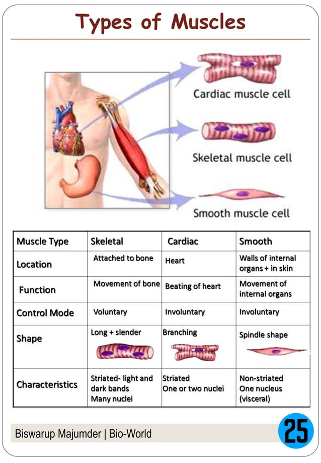 Skeleton : Movement and Locomotion | PDF