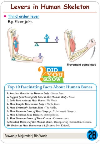 Skeleton : Movement and Locomotion | PDF
