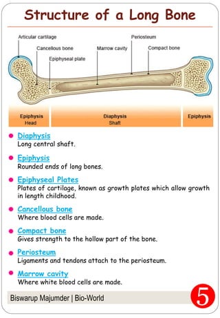 Skeleton : Movement and Locomotion | PDF