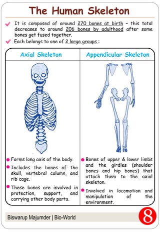 Skeleton : Movement and Locomotion | PDF